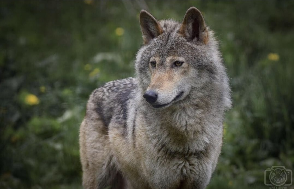 Buy Membership Tickets online - Hoo Zoo and Dinosaur World