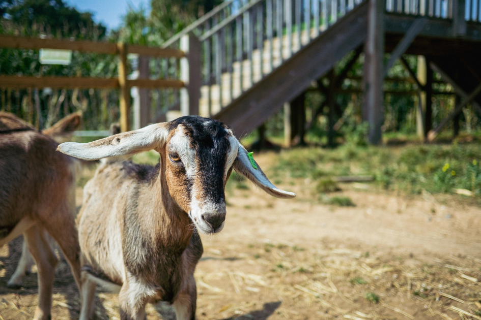 Buy Animal Experiences Tickets online - Quex Adventure Farm Park