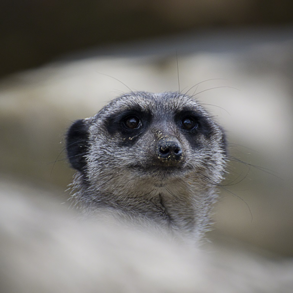 Clonfert Farm Tickets, Membership Plans, Gift Vouchers - Buy Online