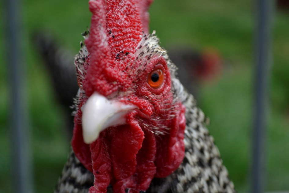 Buy Season Tickets Tickets online - Hardy's Animal Farm