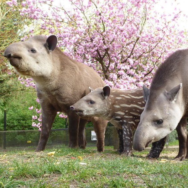 Linton Zoo Conservation Park Tickets, Products, Membership Plans, Gift ...