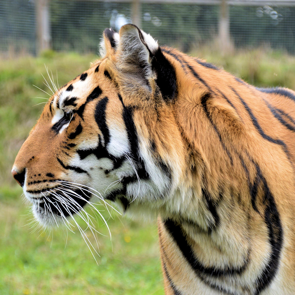 Buy WWP - Animal Adoptions Tickets online - Wingham Wildlife Park