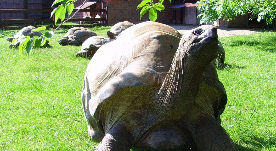 Buy TORTOISES AND TERRAPINS Tickets online - Linton Zoo Conservation Park