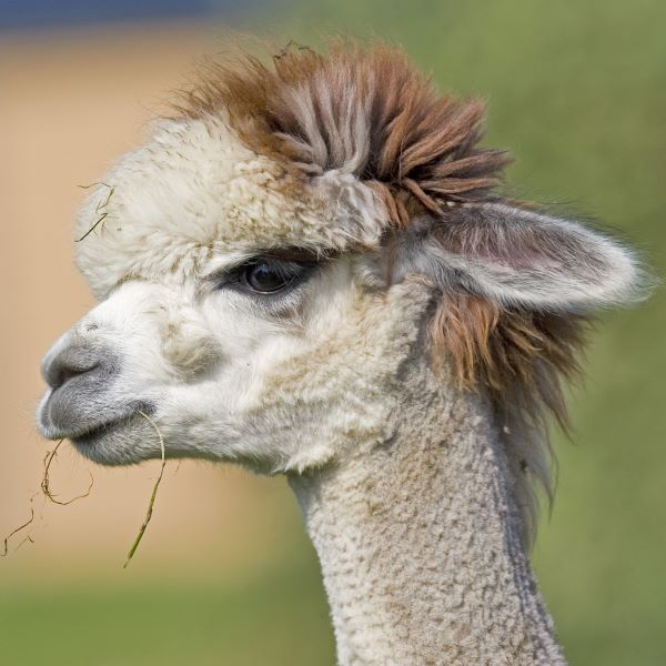 Buy Adopt an alpaca Tickets online - Folly Farm