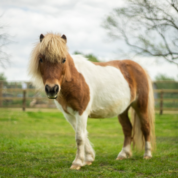 Easton Farm Park Tickets, Products, Bundles, Membership Plans, Gift ...