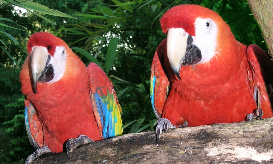 Buy BIRDS Tickets online - Linton Zoo Conservation Park