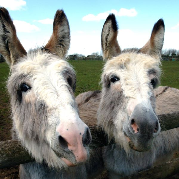 Buy Adopt a donkey Tickets online - Folly Farm