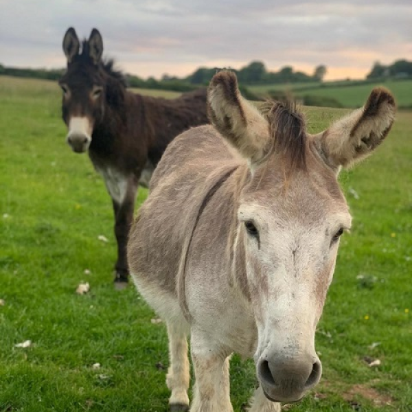 Foel Farm Park Tickets - Buy Online