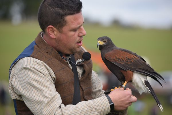 Buy Falconry Experience GV Tickets online - Millets Wildside
