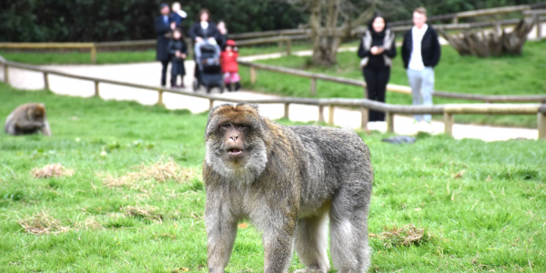 Monkey Forest Tickets, Products, Membership Plans - Buy Online