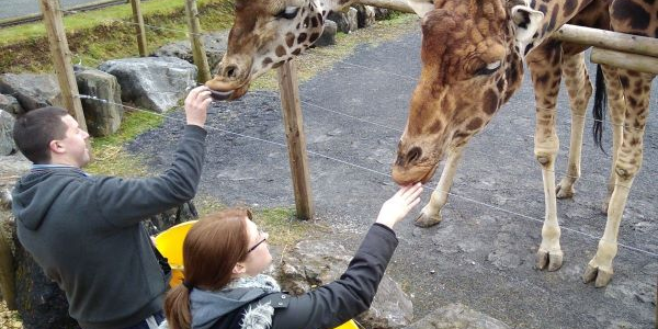 Buy Giraffe experience gift vouchers Tickets online - Folly Farm