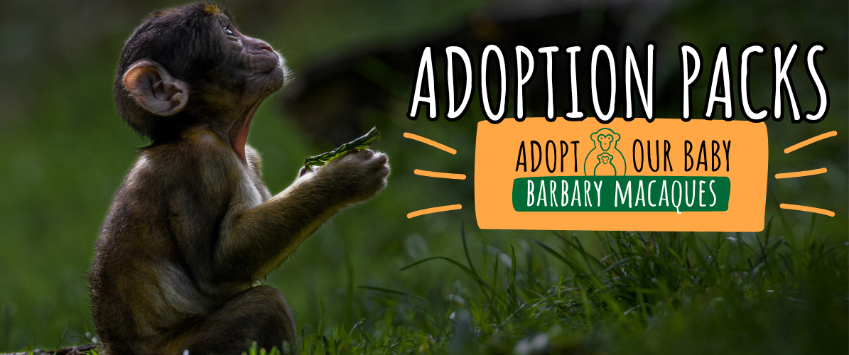 Monkey Forest Tickets, Products, Membership Plans, Gift Vouchers - Buy Online