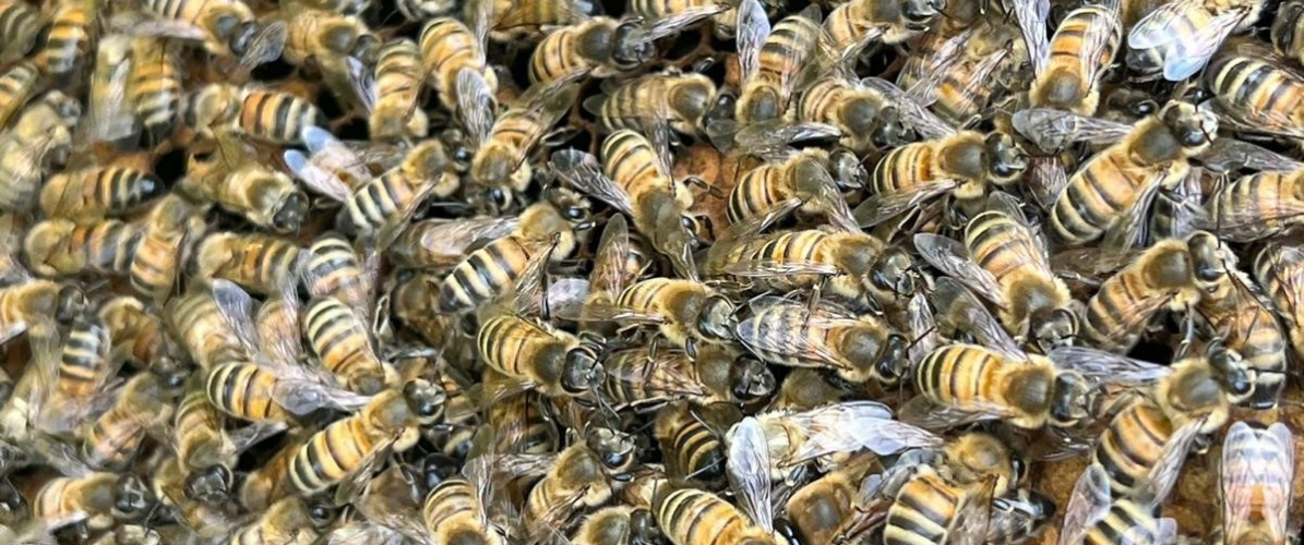 Stonehurst Farm Tickets, Gift Vouchers - Buy Online