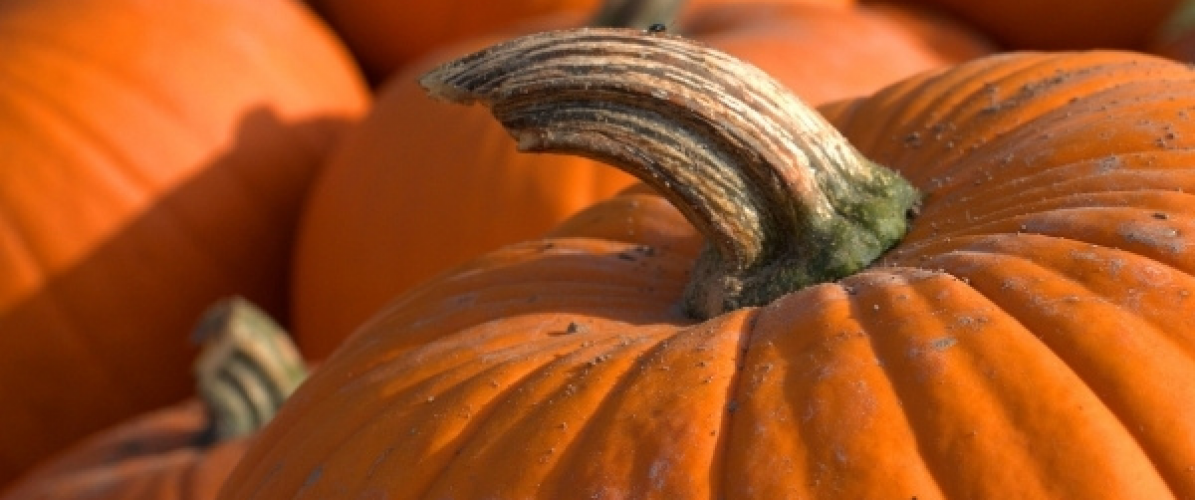 Wasing Outdoor Events Tickets, Gift Vouchers - Buy Online