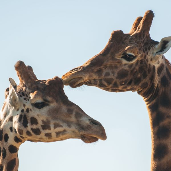Buy Adopt a giraffe Tickets online - Folly Farm