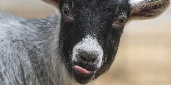 Buy Adopt a goat Tickets online - Folly Farm