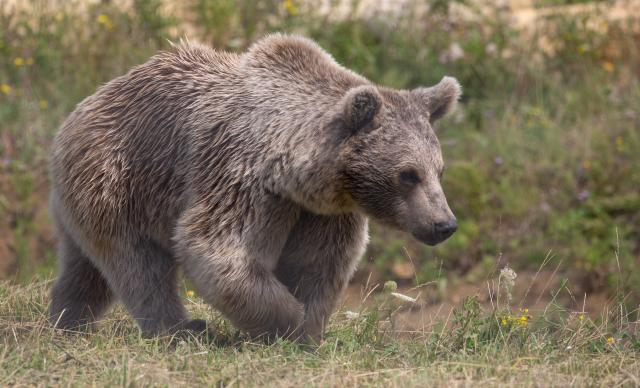 Buy Annual Passes Tickets online - Hamerton Zoo Park