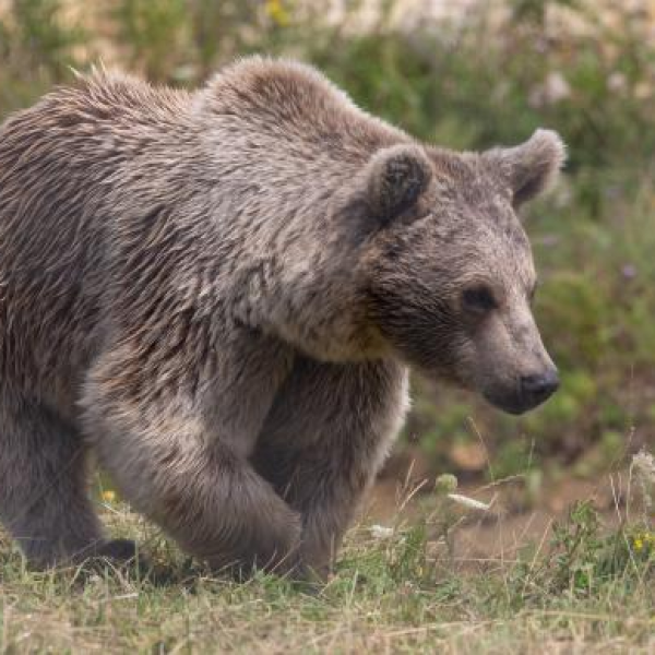 Hamerton Zoo Park Tickets, Products, Membership Plans, Gift Vouchers ...