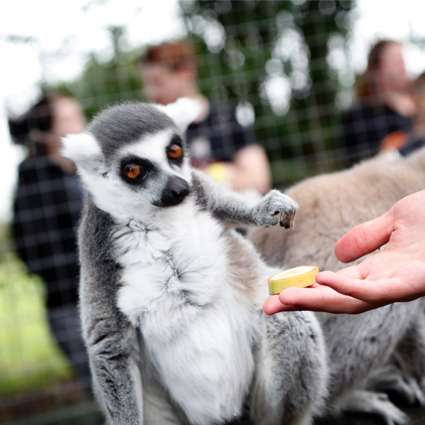 Hoo Zoo and Dinosaur World Tickets, Products, Bundles, Membership Plans ...