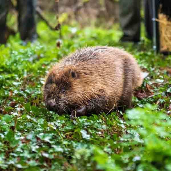 Buy Member Beaver Tours Tickets online - Lost Gardens of Heligan