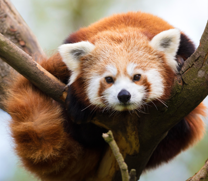 Buy Welcome to Dublin Zootique! Tickets online - Dublin Zoo