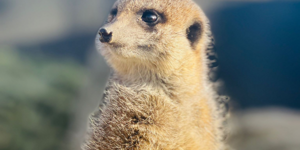 Buy Meerkat Experience Tickets online - All Things Wild