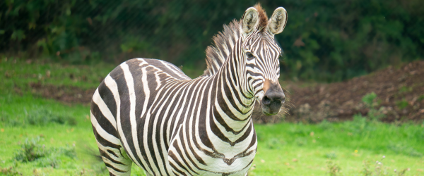 Buy Zebra Adoption Tickets online - Dartmoor Zoo