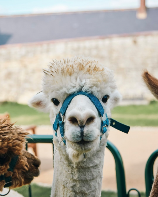 Buy Alpaca Tuesday Tickets online - The Chester House Estate