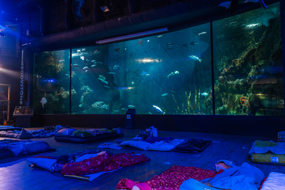 Buy Sleeping with Sharks at The Aquarium Tickets online - Ocean ...