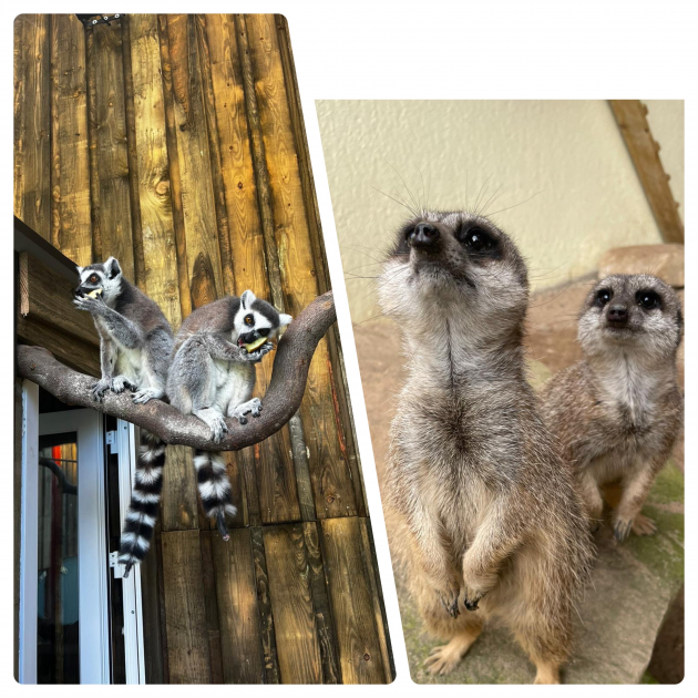 Buy Experience Days Tickets online - Smithills Open Farm