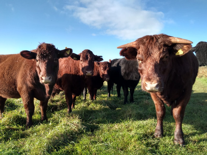 Buy Commercial Parking Pass Tickets online - Torbay Coast and ...