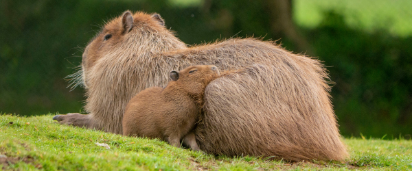 Buy Capybara Adoption Tickets online - Dartmoor Zoo
