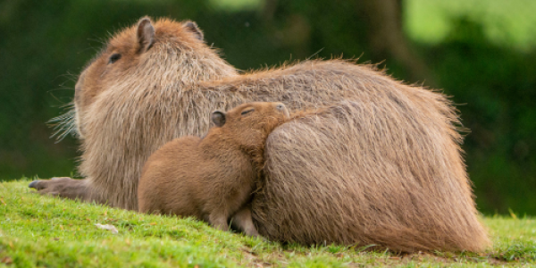 Buy Capybara Adoption Tickets online - Dartmoor Zoo