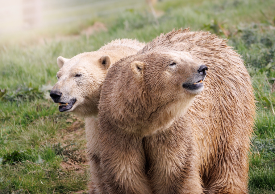 Buy Admission Tickets online - Jimmy's Farm & Wildlife Park
