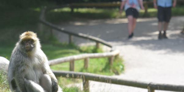 Monkey Forest Tickets, Products, Membership Plans - Buy Online