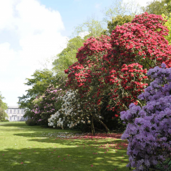 Trewithen House and Gardens Tickets, Membership Plans, Gift Vouchers ...