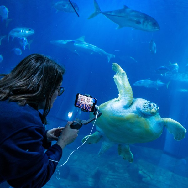 Buy 'Summer Fun!' Virtual Tours Tickets online - Ocean Conservation Trust