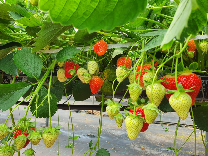 Buy Pick Your Own 2023 Tickets online - Manor Farm Fruits