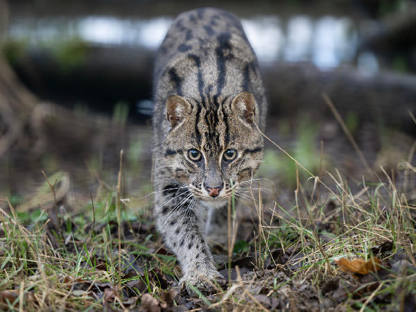 Buy Rescued Cats Adoption Tickets online - The Big Cat Sanctuary