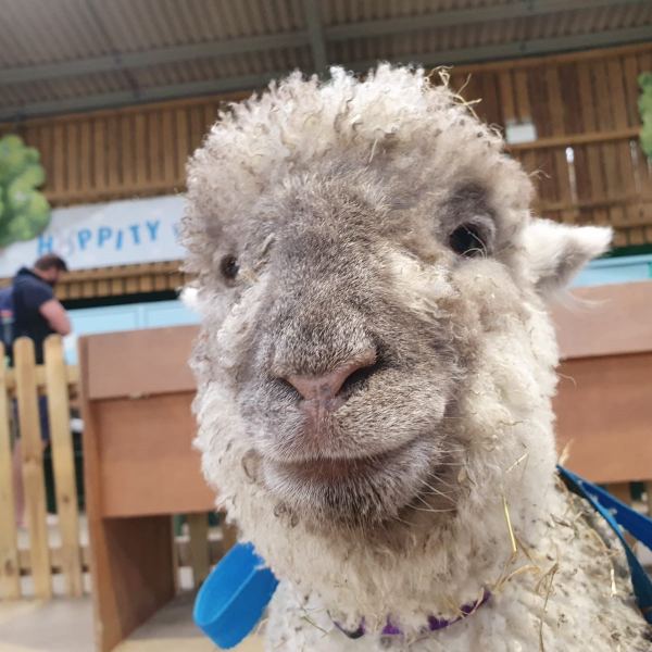 Willows Activity Farm Tickets, Products, Bundles, Membership Plans ...