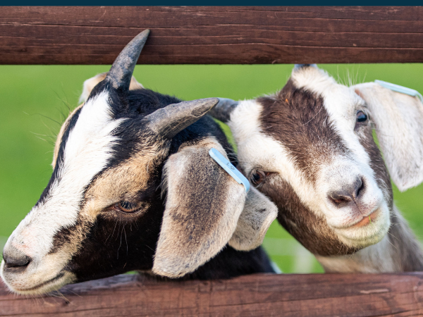 Buy Annual Passes Tickets online - Windmill Farm Park