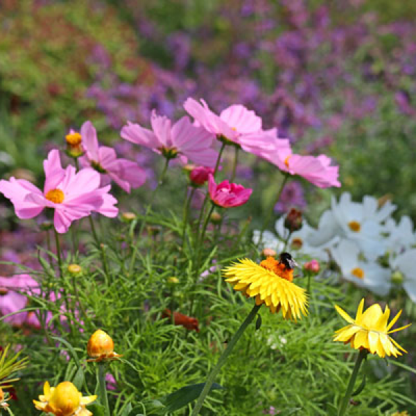 Pecorama Tickets, Products, Membership Plans, Gift Vouchers - Buy Online