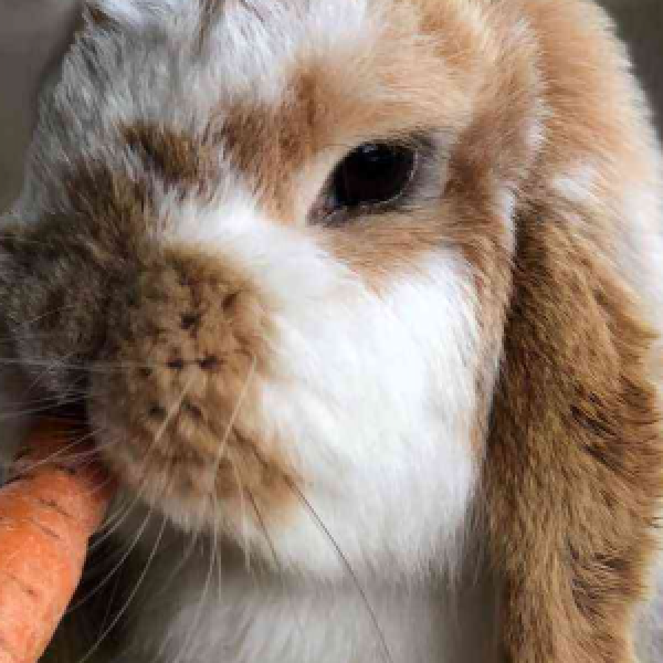 Thrift Farm Tickets, Products, Gift Vouchers - Buy Online