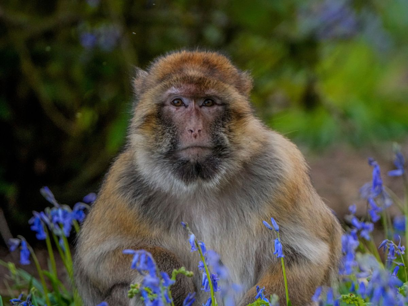 Buy Gift Tickets Tickets online - Monkey Forest