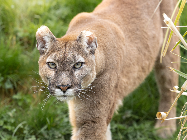Buy Puma Adoption Tickets online - The Big Cat Sanctuary