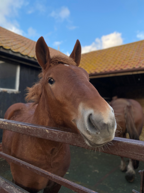 Buy Purchase a Gift Voucher Tickets online - Easton Farm Park