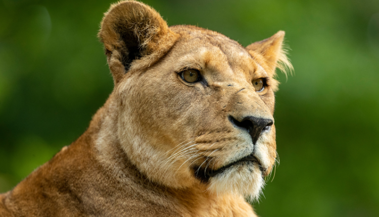 Buy VIP Gift Vouchers Tickets online - Longleat