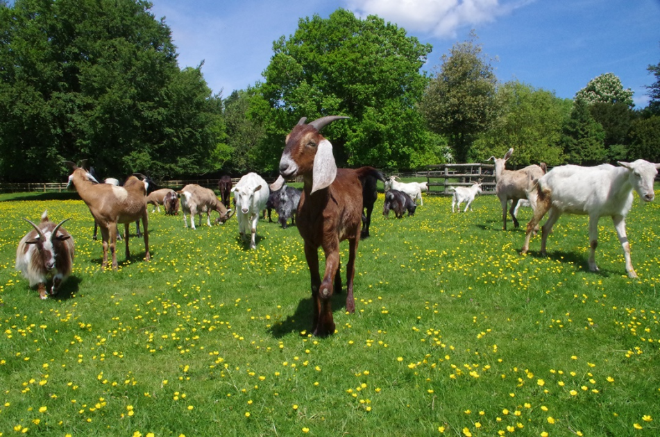 Buy Annual Passes Tickets online - Buttercups Goat Sanctuary