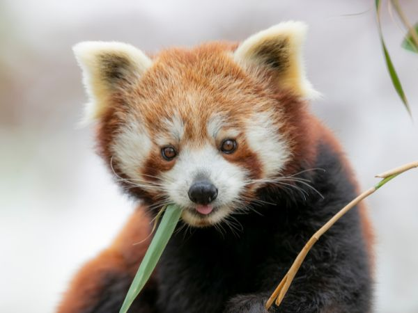 Buy Emergency Services and Blue Light Card Tickets Tickets online ...