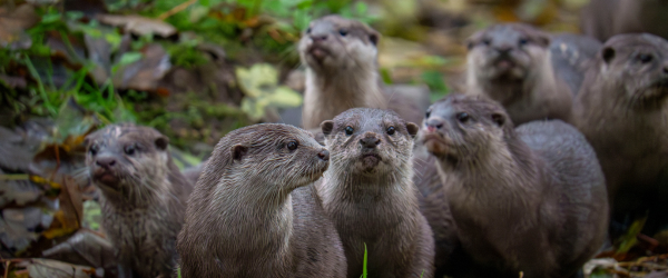 Buy Otter Adoption Tickets online - Dartmoor Zoo